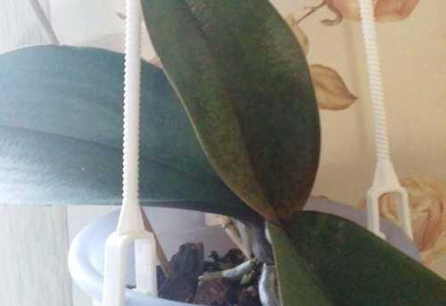 Орхидея сортовая