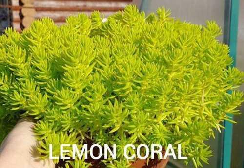 Каллизия розовая и lemon coral Sedum