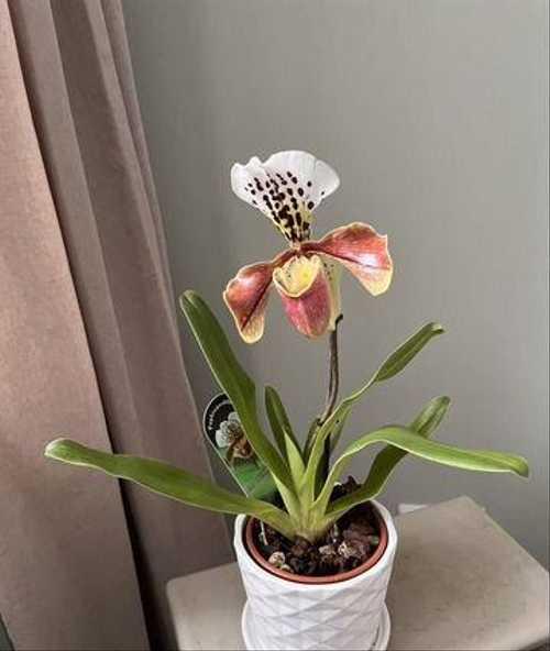 Орхидея пафиопедилум отцвела