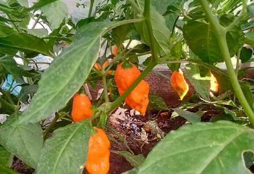 Перцы очень острые Bhut Jolokia, Naga Brain Orange
