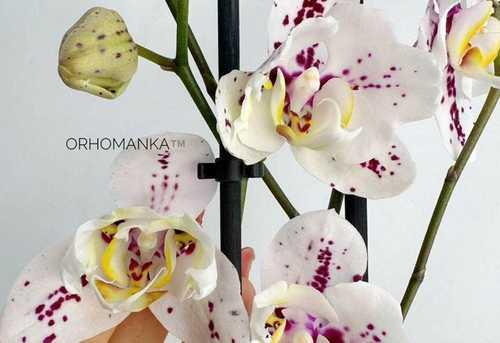 Орхидея фаленопсис бабочка + трилипс