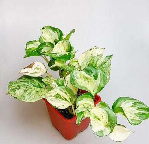 Epipremnum Marble Queen