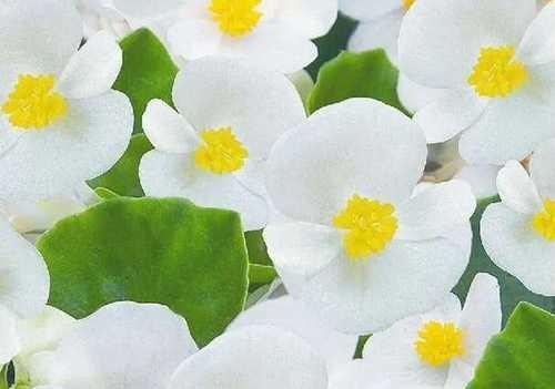 Семена пищевых цветов Бегония Вечноцвет Белая