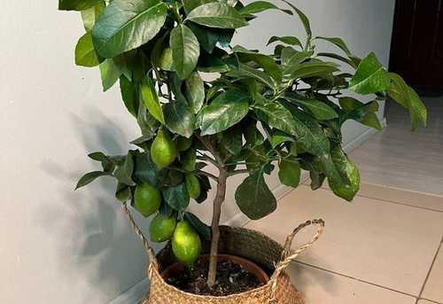 Лимонное дерево с крупными плодами