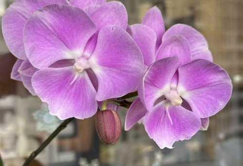 Орхидея фаленопсим биг лип