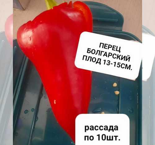 Рассада перца сладкого