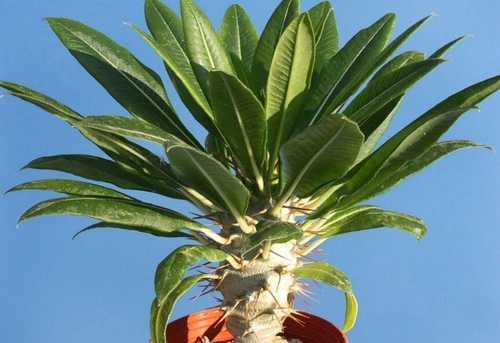 Пахиподиум жайи (Мадагаскарская пальма) -семена