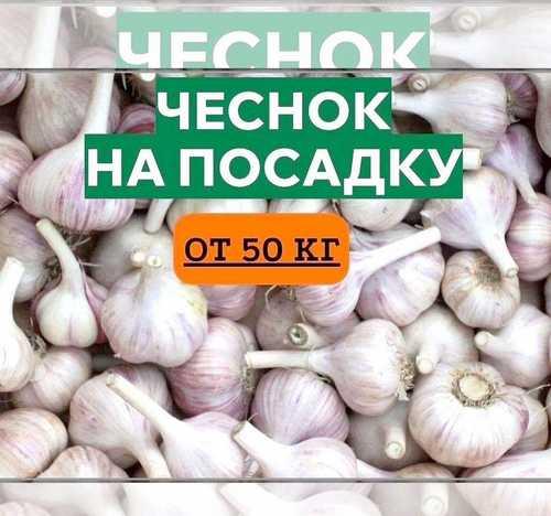 Чеснок озимый на посадку