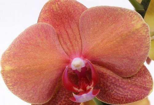 Орхидея фаленопсис Сурф сонг