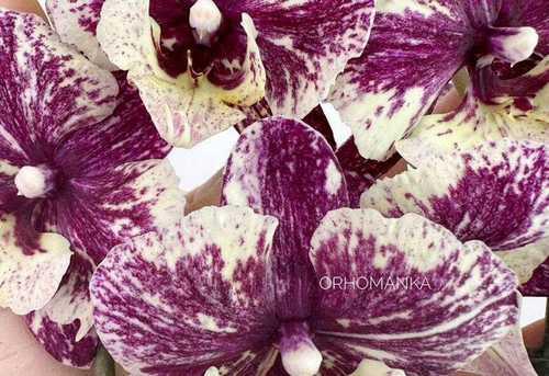 Орхидея фаленопсис шоколадный биглип