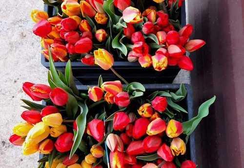 Цветв Тюльпаны