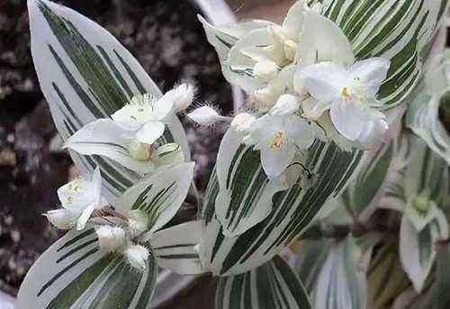 Традесканция белоцветковая albiflora