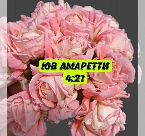 Пеларгония герань Юв амаретти 4.21