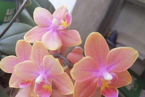 Орхидея Лиодоро, парфюмерная фабрика Дасти бель