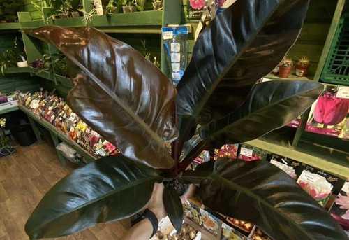 Филодендрон ред (Philodendron Imperial Red)