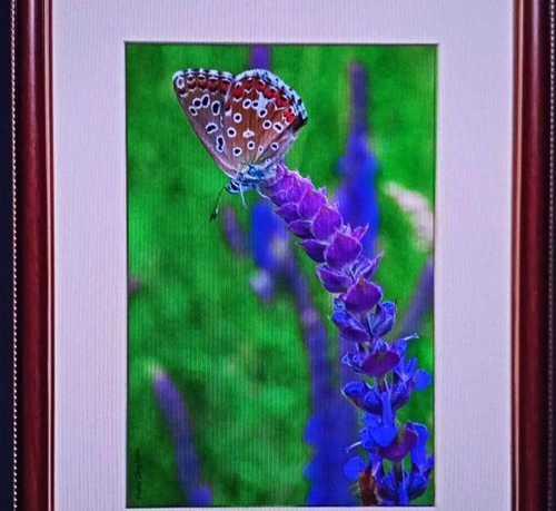 Авторская фотокартины "Бабочка на цветке"