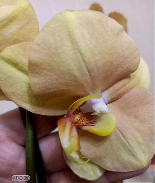 Орхидея фаленопсис Африканский закат