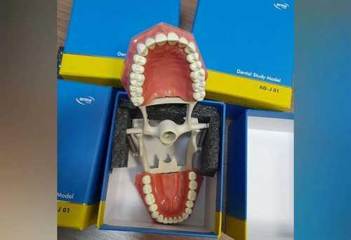 Учебная Модель Челюсти arma dental