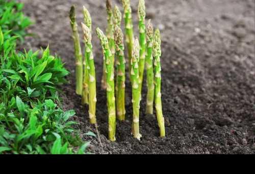 Спаржалекарственная,спаржаобыкновенная