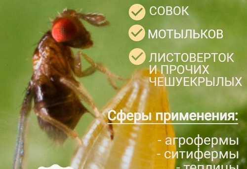Трихограмма. trichogramma против совок