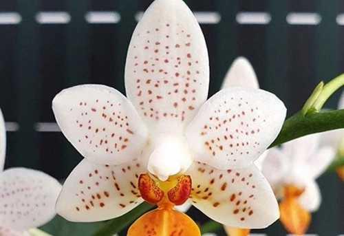 Орхидея фаленопсис Mini Mark