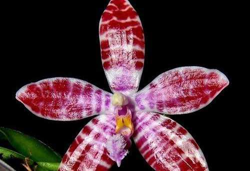 Орхидея Phalaenopsis tetraspis x lueddemanniana
