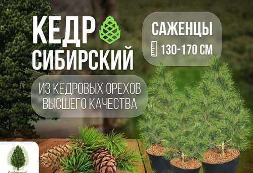 Саженцы кедра от производителя экстра класс