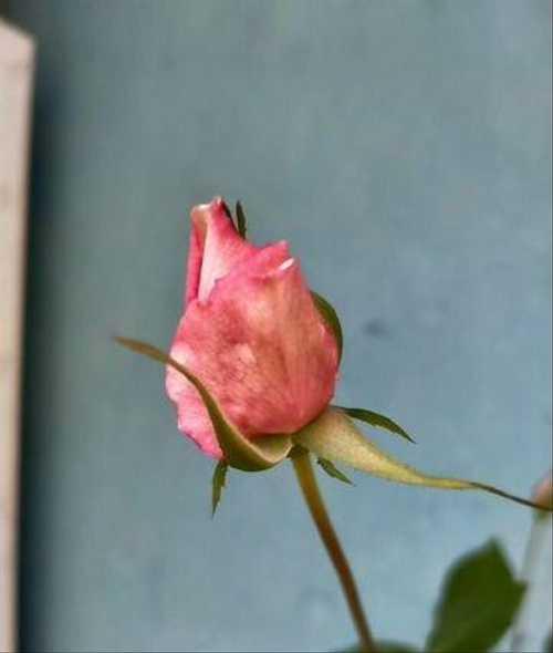 Роза бенгальская розовая