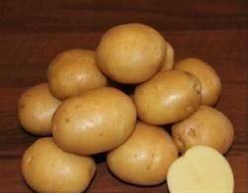 Колобок - семенной картофель почтой