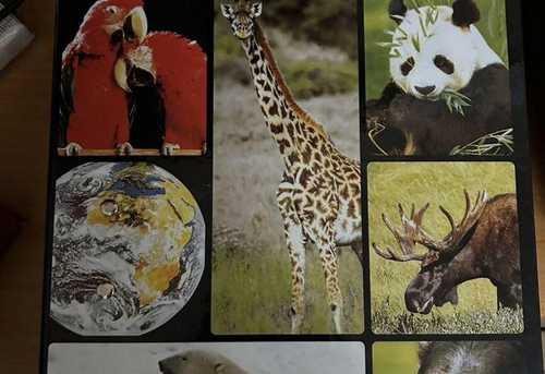 В мире дикой природы энцеклопедия и карточки