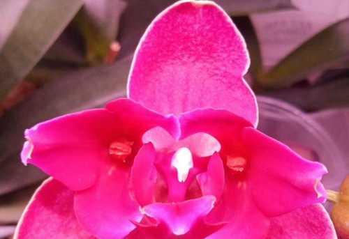Орхидея фаленопсис бабочка трилипс