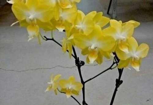 Орхидея I-hsin Beming Sun