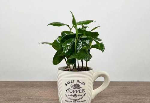Растение Кофе Арабика в чашке