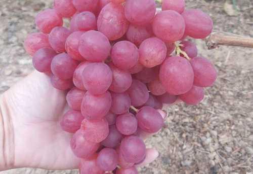 Саженцы винограда Дынька