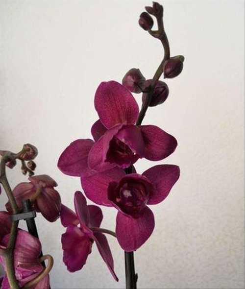 Орхидея пелор Паваротти