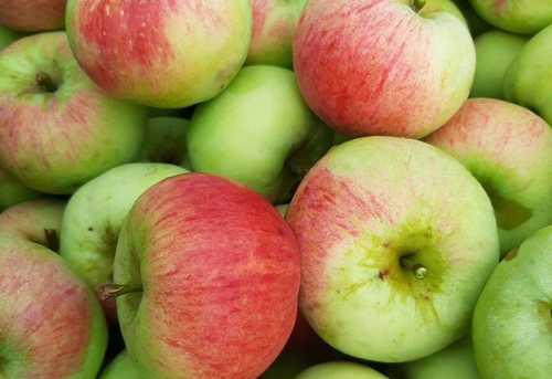 Саженцы и яблоки из экологически чистого района