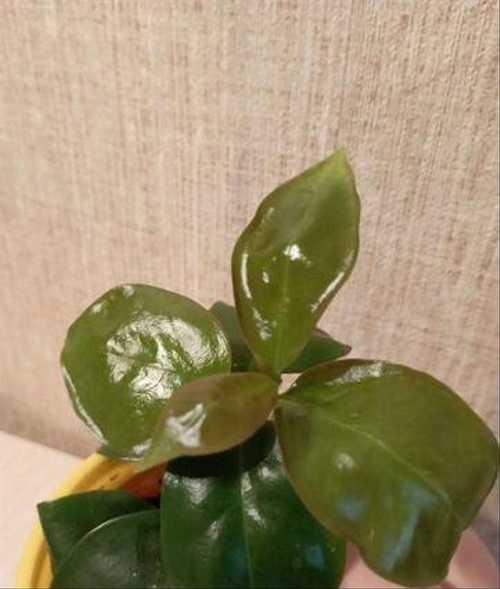 Переския-листовой кактус