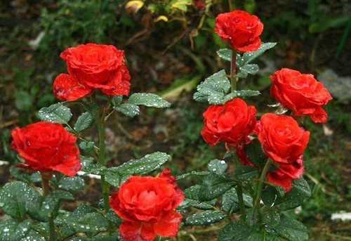 Саженцы красивых роз "эль торо" по всей России