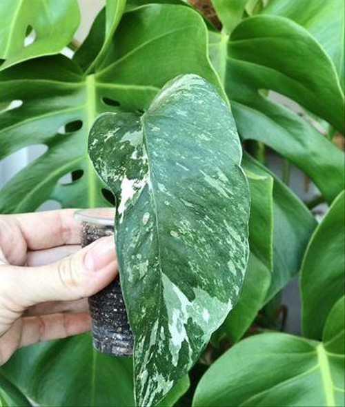 Эпипремнум pinnatum albo variegata