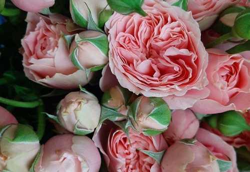 Пионовидные кустовые розы