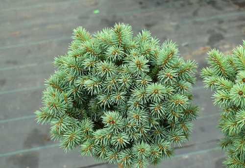 Ель колючая Блю Перл на штамбе (Picea pungens Blue