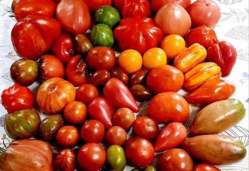 Семена коллекционных сортовых томатов