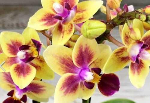 Орхидея фаленопсис Сого Готрис детка
