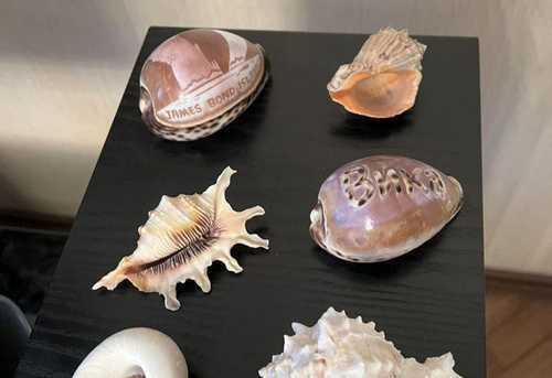 Морские ракушки раковины для аквариумов