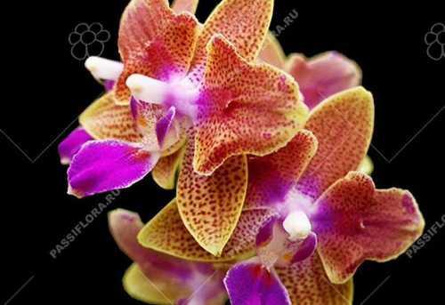 Орхидея Miki Golden Sand '1363' (peloric - 2 eyes)