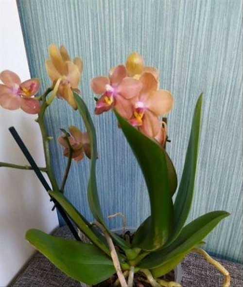 Орхидея фаленопсис ароматная мультифлора