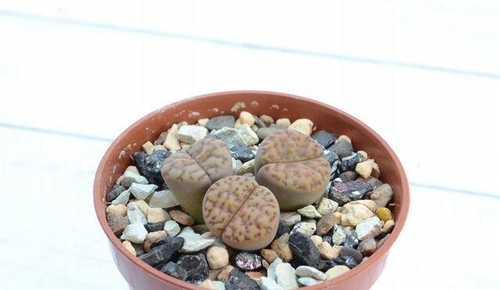 Lithops sp. (Литопс) (SCT28941)