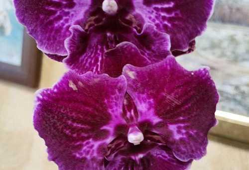 Орхидея фаленопсис Abba(Абба). Цветет