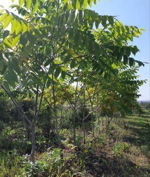 Маньчжурский орех, орех Манжурский- саженцы