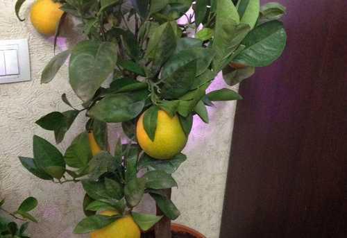 Апельсин с плодами роскошное дерево к Новому году